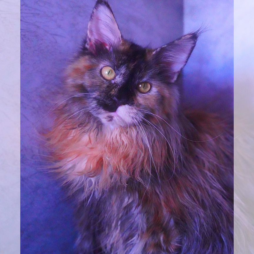 Мейн-кун котёнок