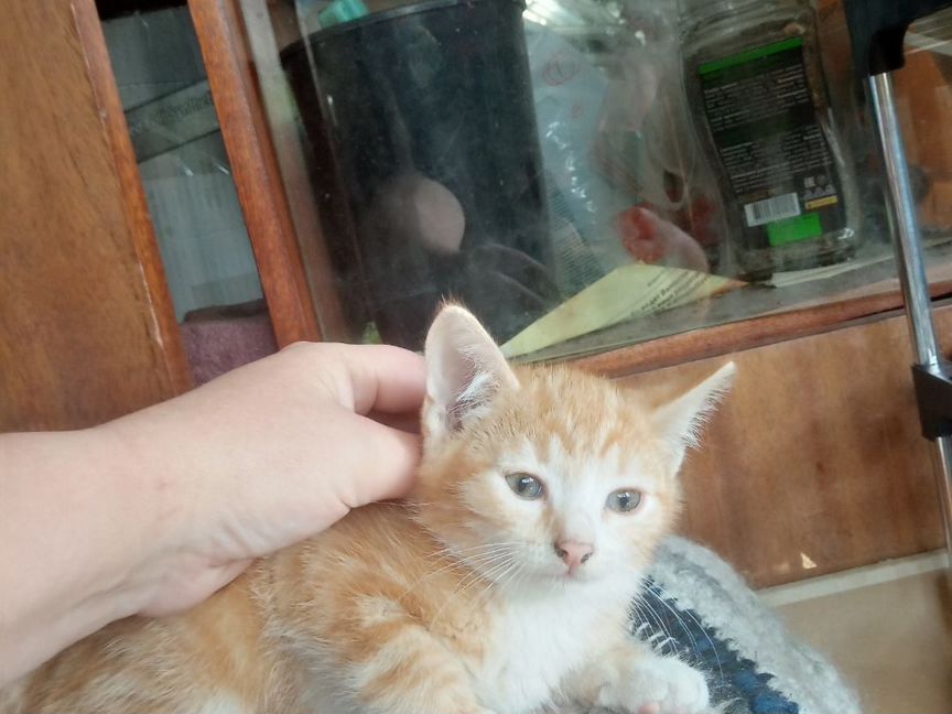 Котята рыжие отдаю в дар