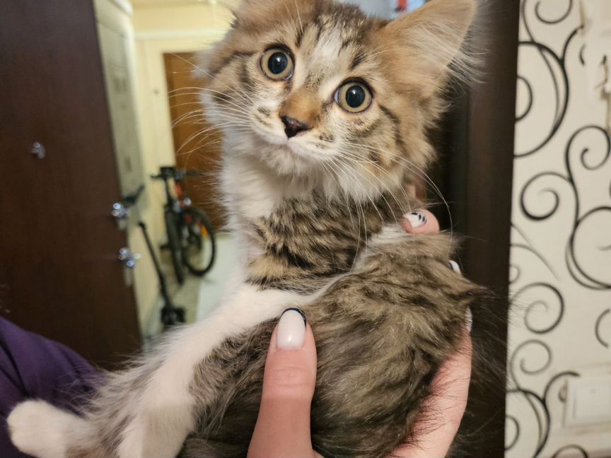 Котёнок в добрые рукм