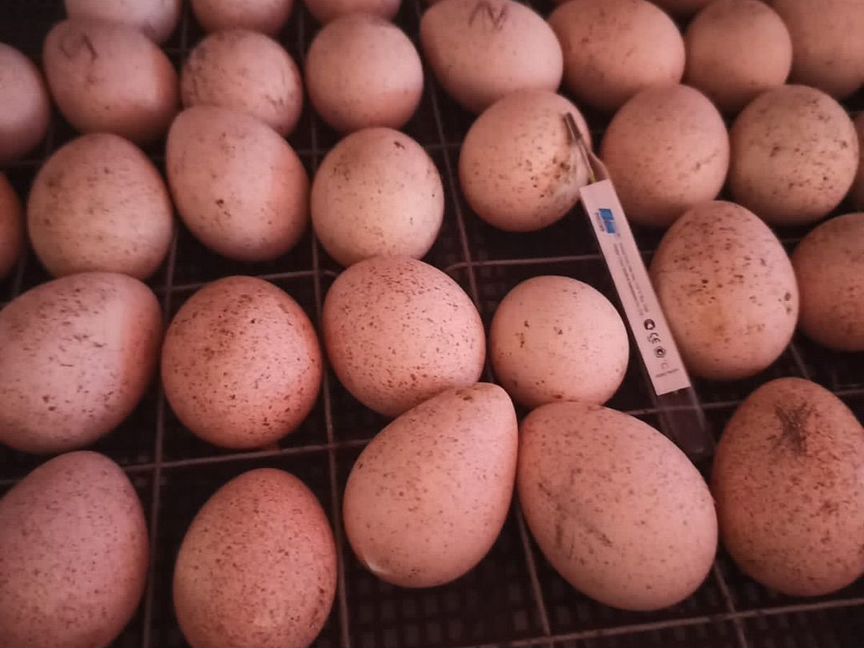 Индюшиное яйцо