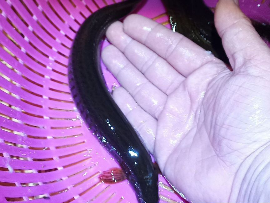 Рыба вьюн для пруда, аквариума