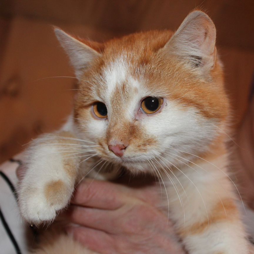 Котенок мальчик 4 мес