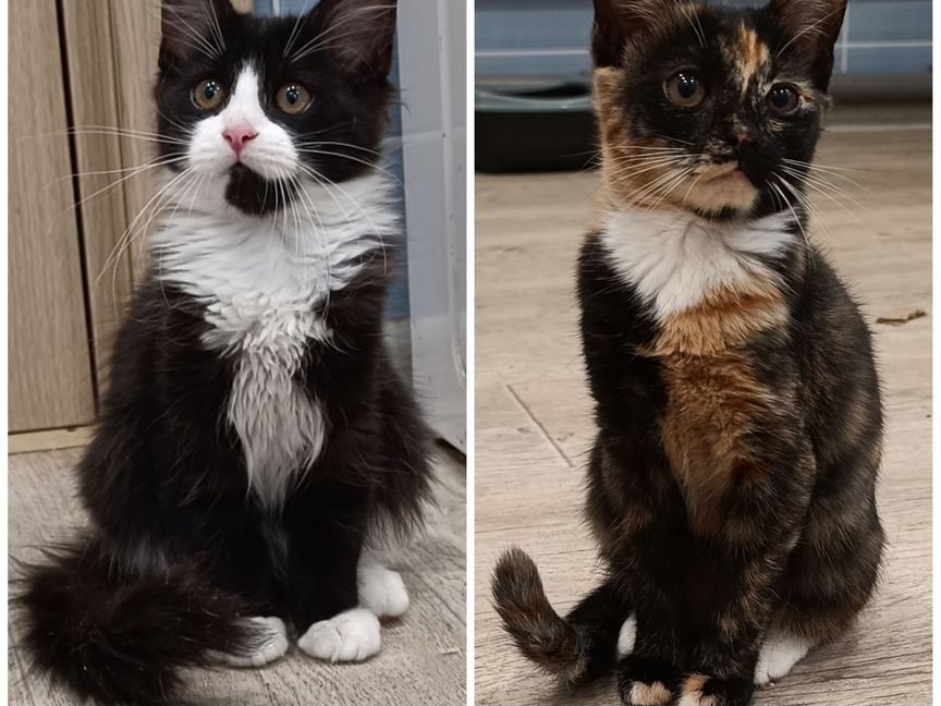 2 кошечки 3 мес