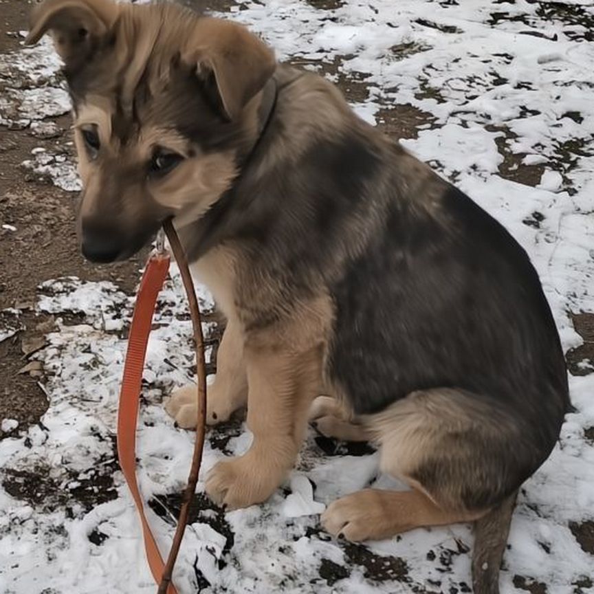 Щенок в добрые руки