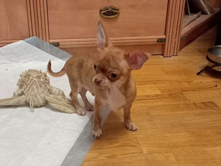 Чихуахуа шоколадный тигр