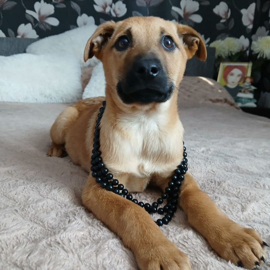 Сказочный щеночек в дар