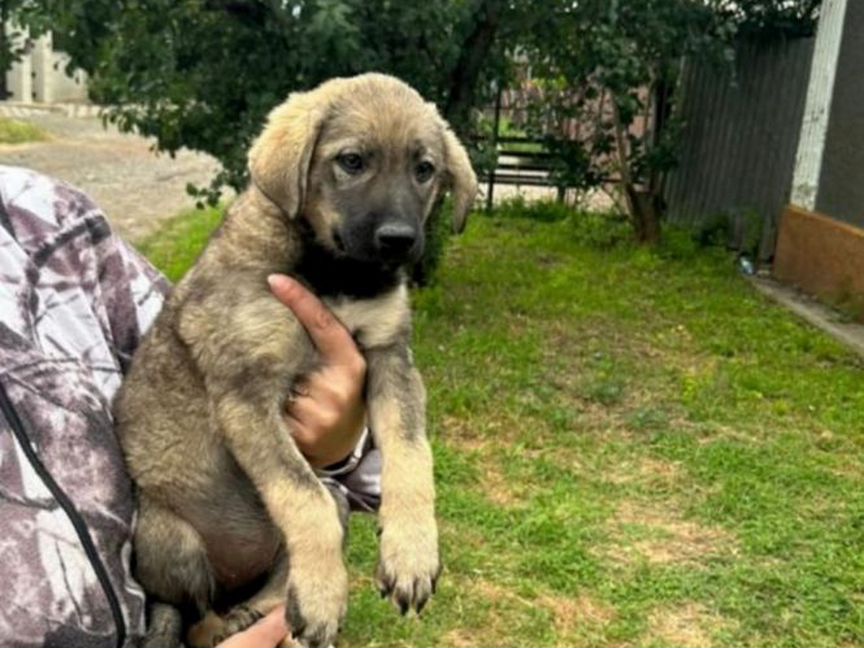 Щенки в опасности