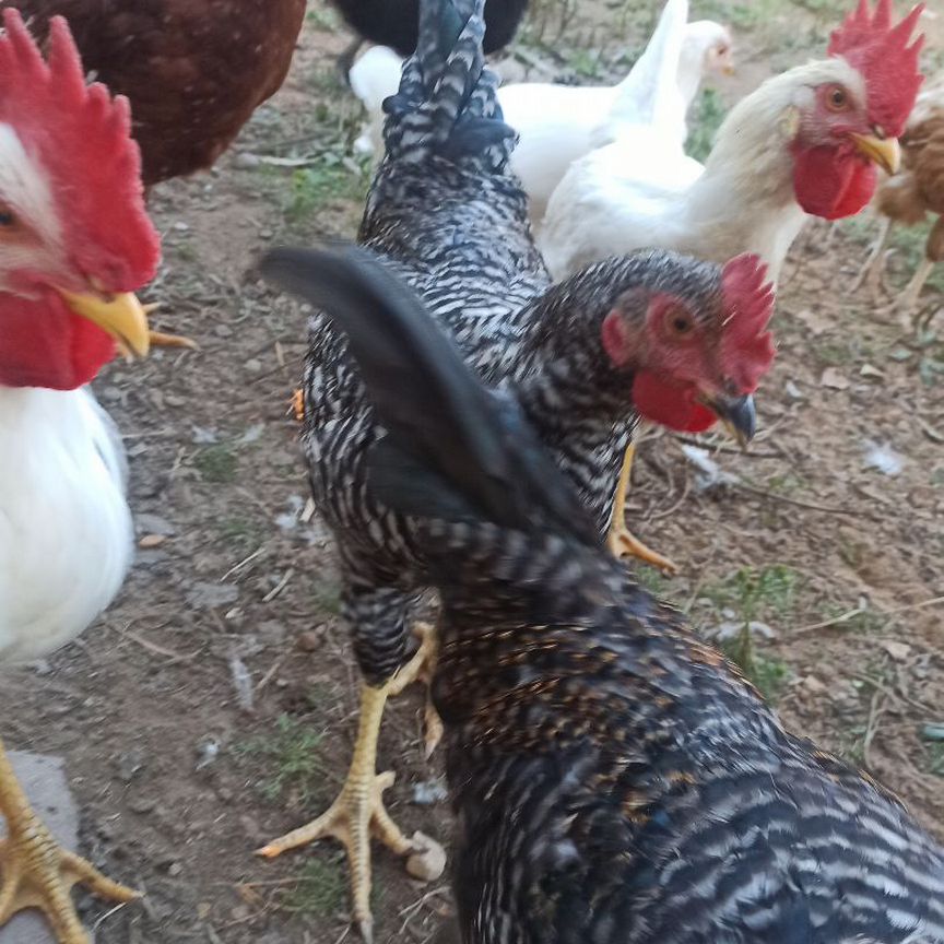 Молодые петушки на суп и в племя