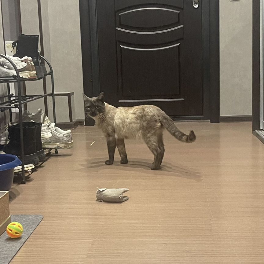 Котик потеряшка