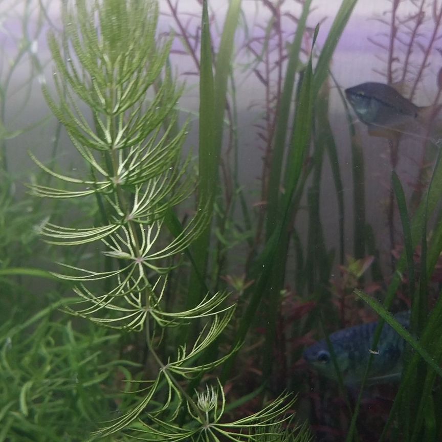 Роголистник аквариумное растение