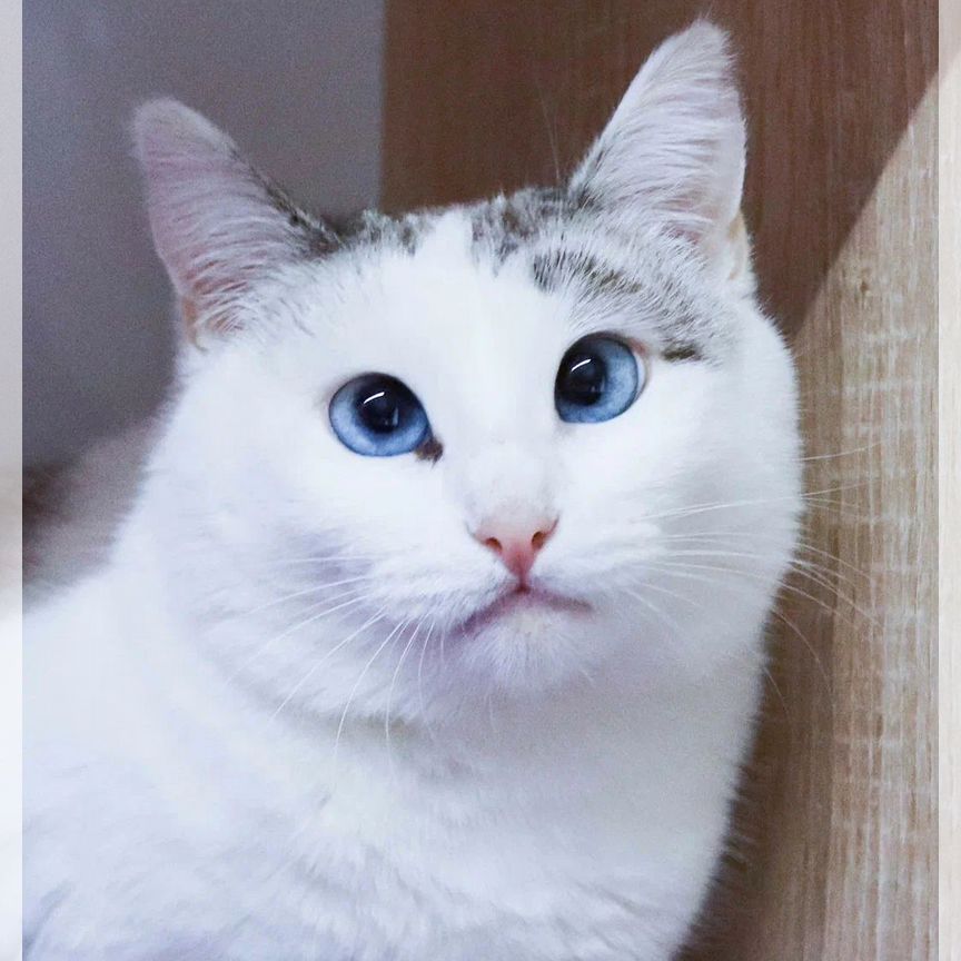 Голубоглазая кошка ищет дом