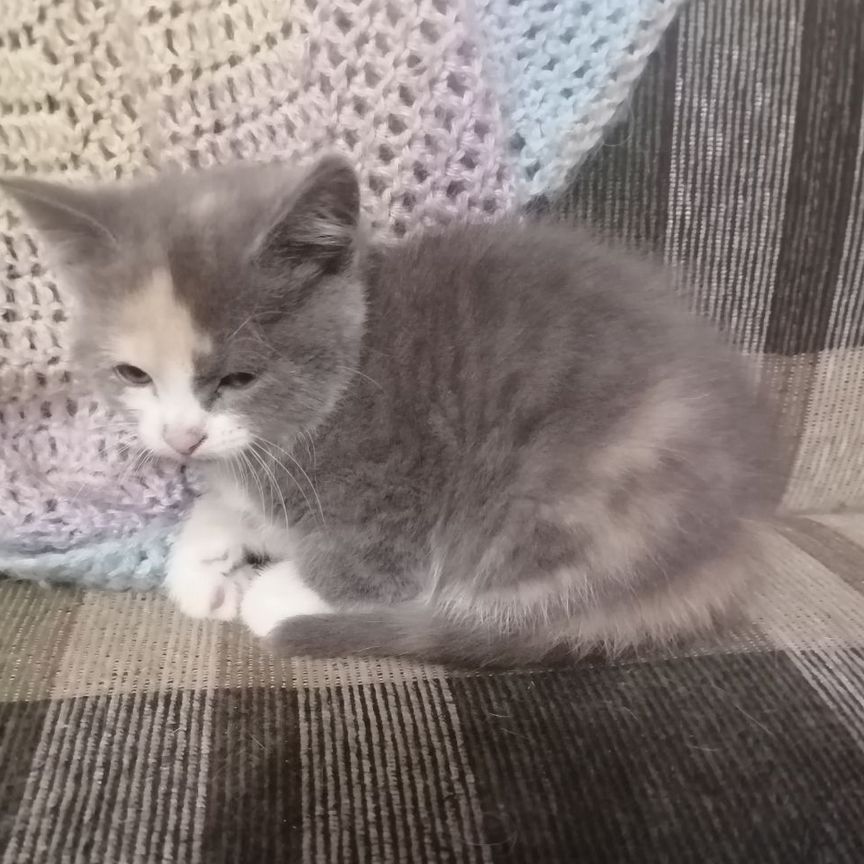 Сибирский котёнок
