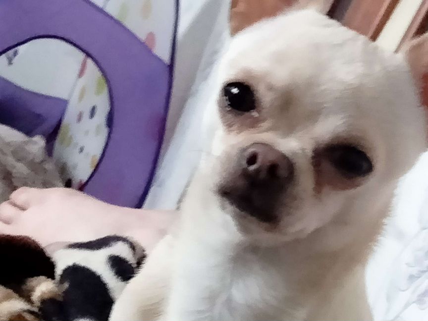 Вязка чихуахуа