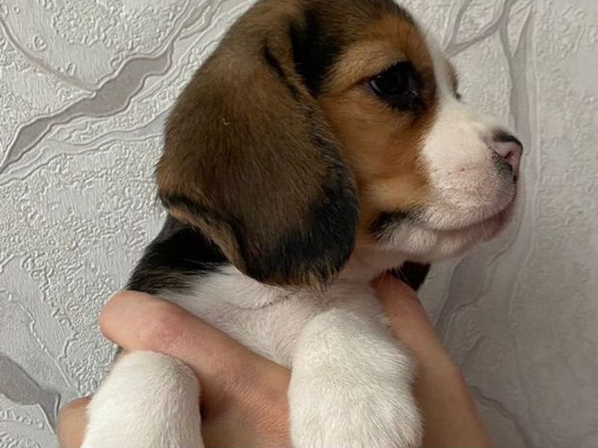 Щенки бигль