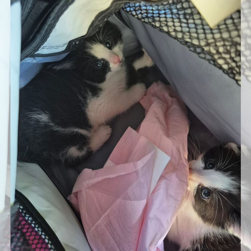 Котята в добрые руки