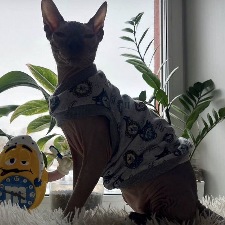 Донской сфинкс котёнок