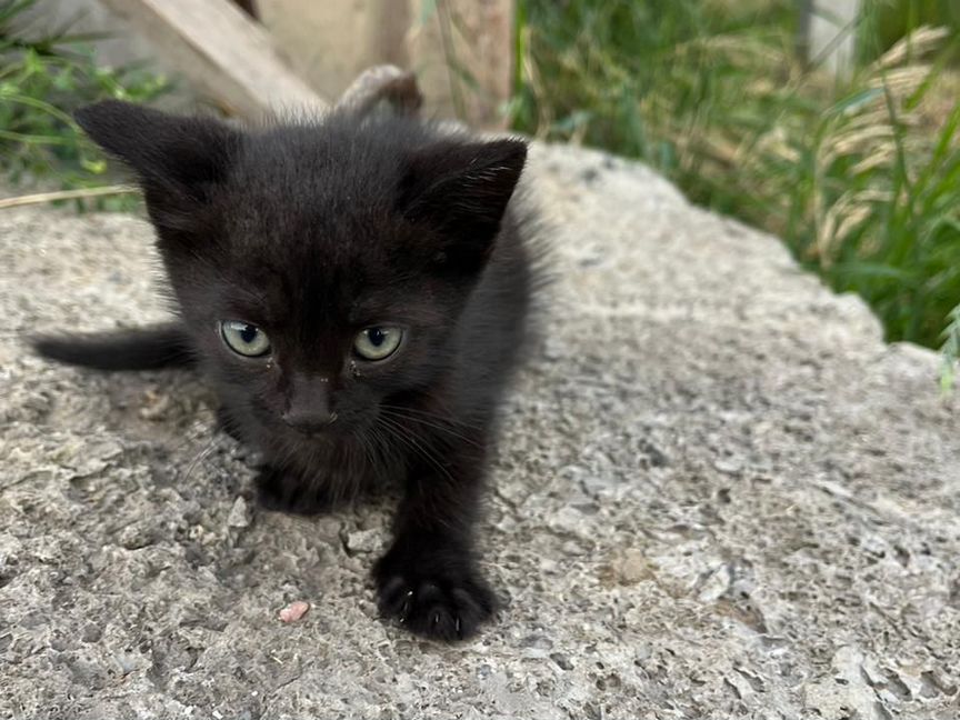 Маленький чёрный мальчишка ищет дом