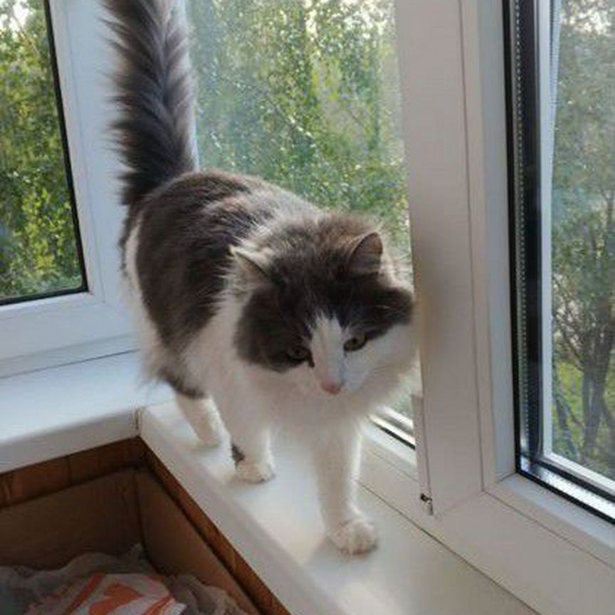Кошку выбросили на улицу хозяева