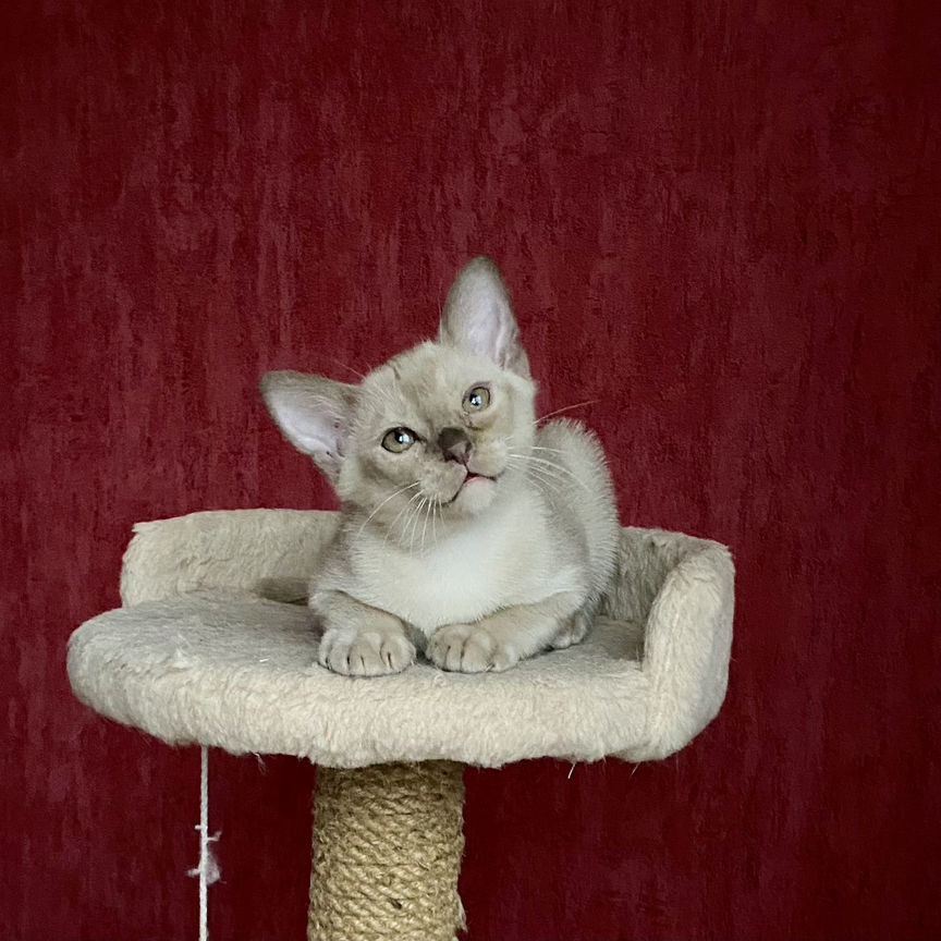 Бурманский котик