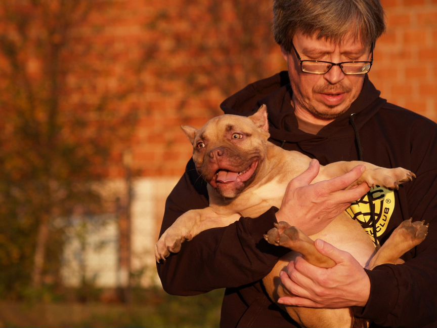 Мальчишка Булли покет готов подарить свою любовь