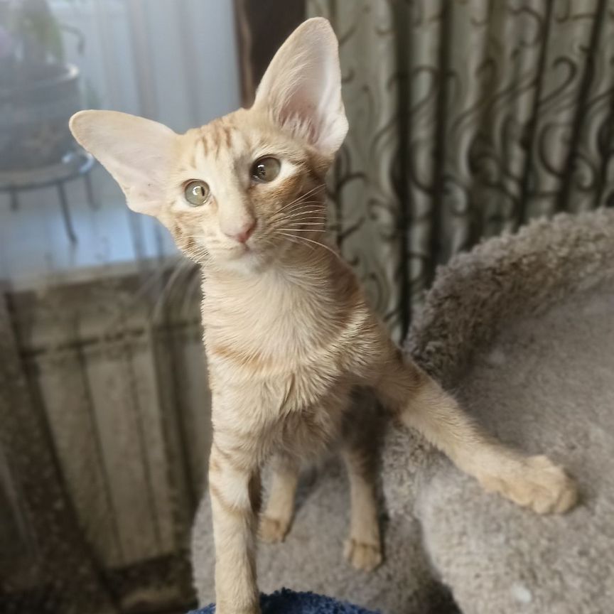 Ориентальный котёнок