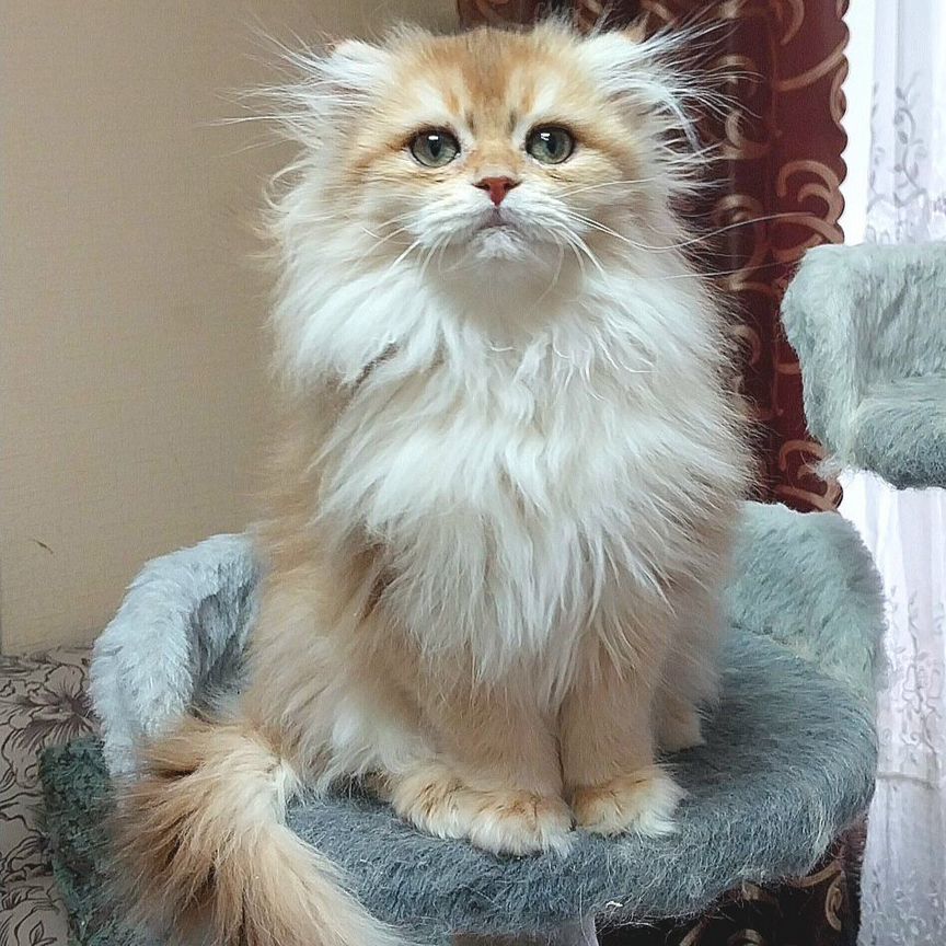 Шотландский золотой мальчик