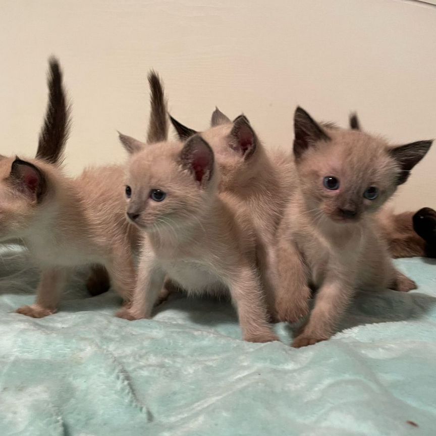 Тайские котята