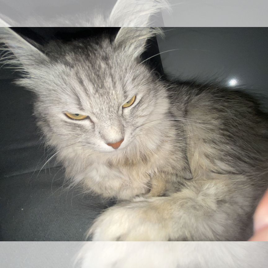 Сибирская, взрослая кошка