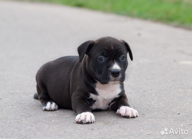 Стаффордширский терьер