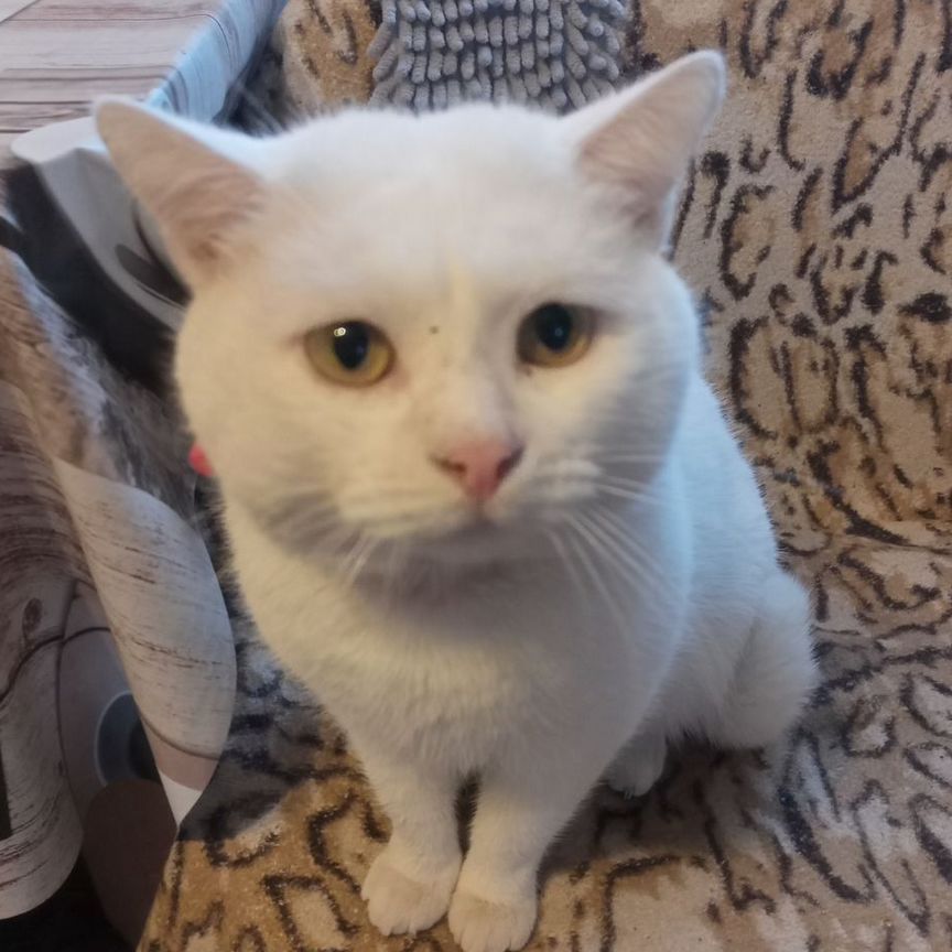 Одам кота в хорошие руки