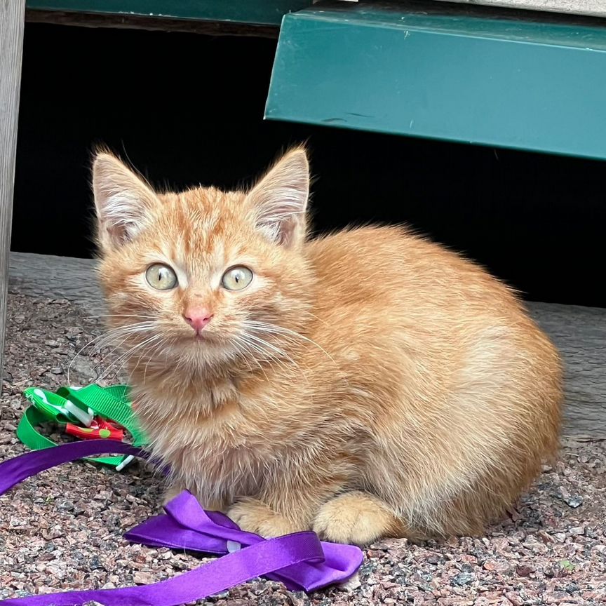 Котята в беде