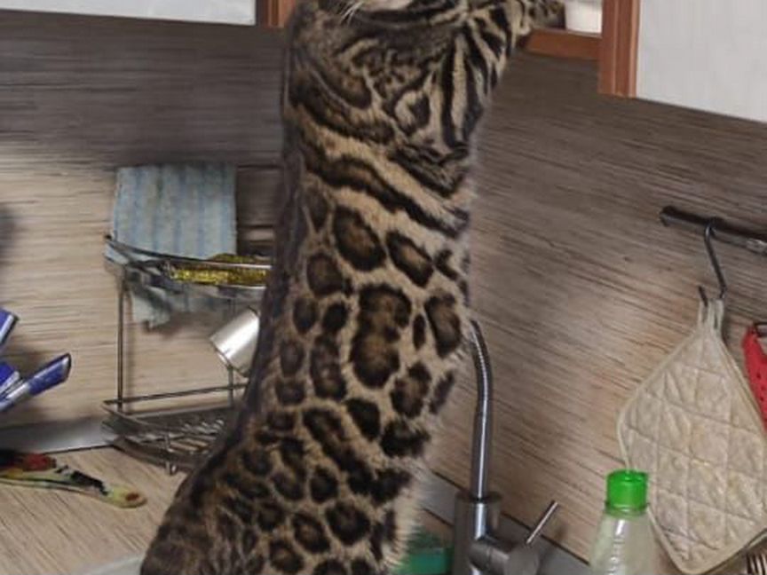 Бенгальская кошка