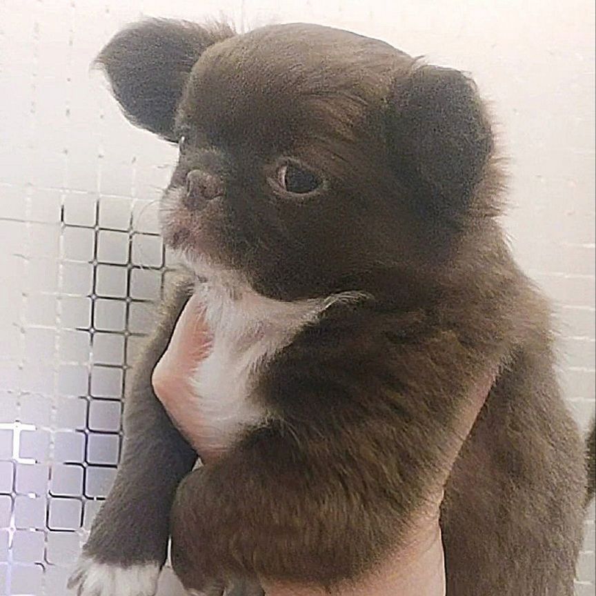Мальчик Чихуахуа
