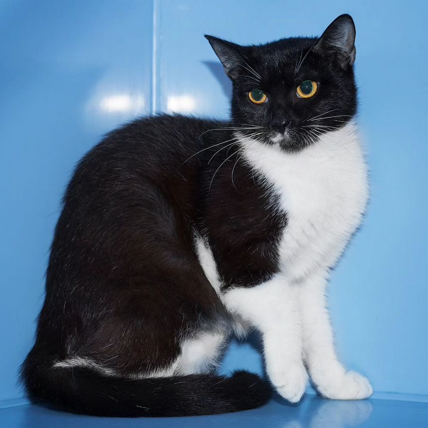 Скромная кошечка Николь