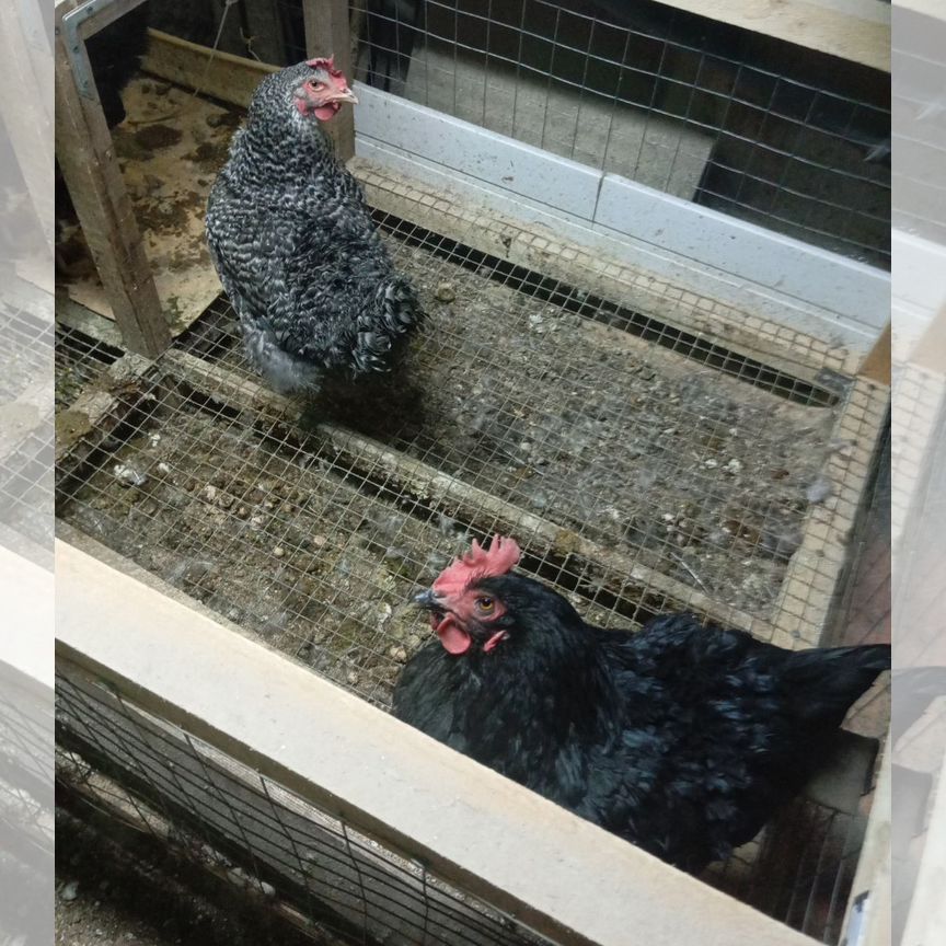 Куры несушки