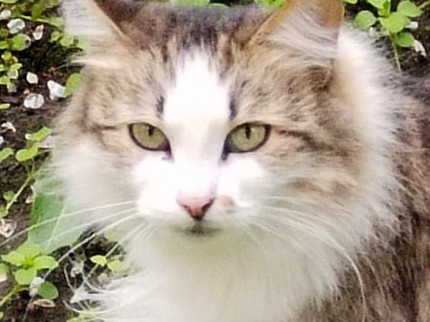 Сибирский фенотип. Мусенька. Красавица ищет дом