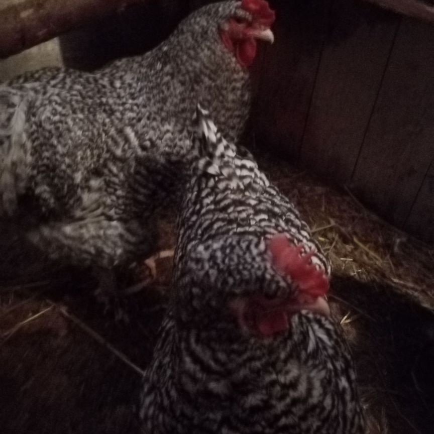 Куры молодки