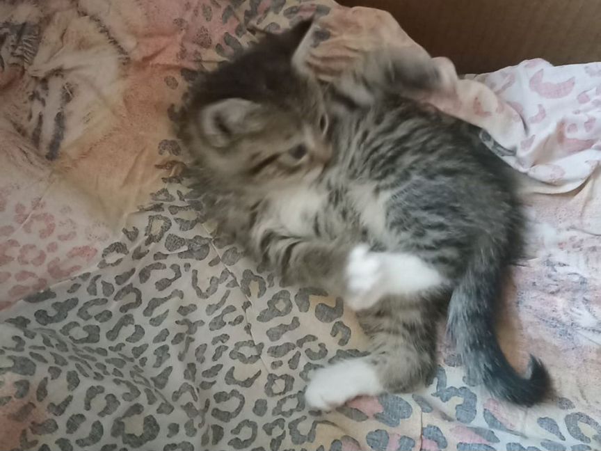 Котята