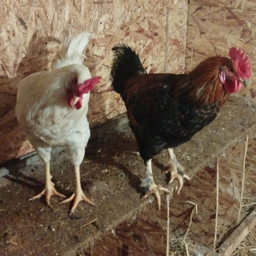 Молодые петухи