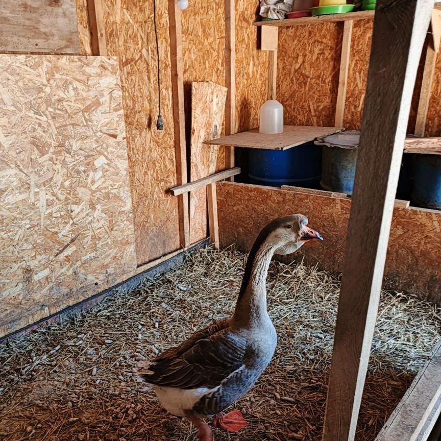 Холмогорские гуси