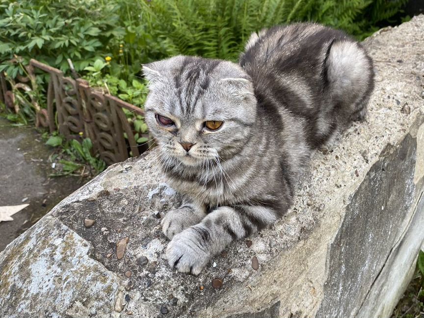 Шотландская