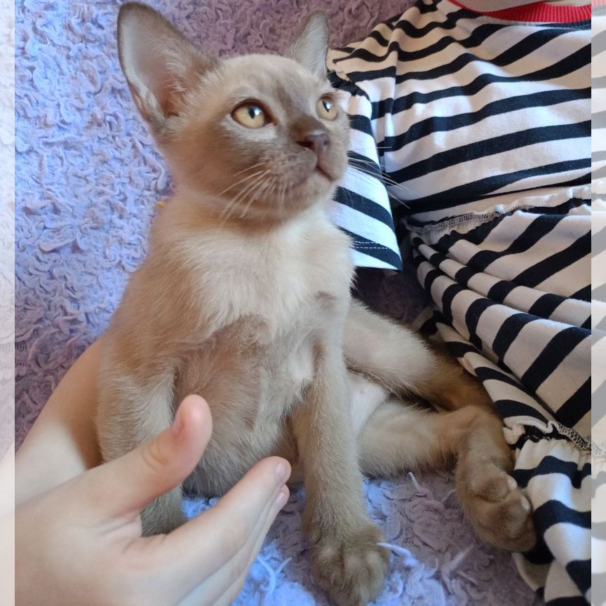 Европейский бурманский котёнок