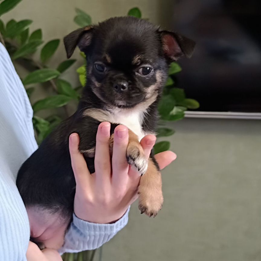 Щенки чихуахуа мини