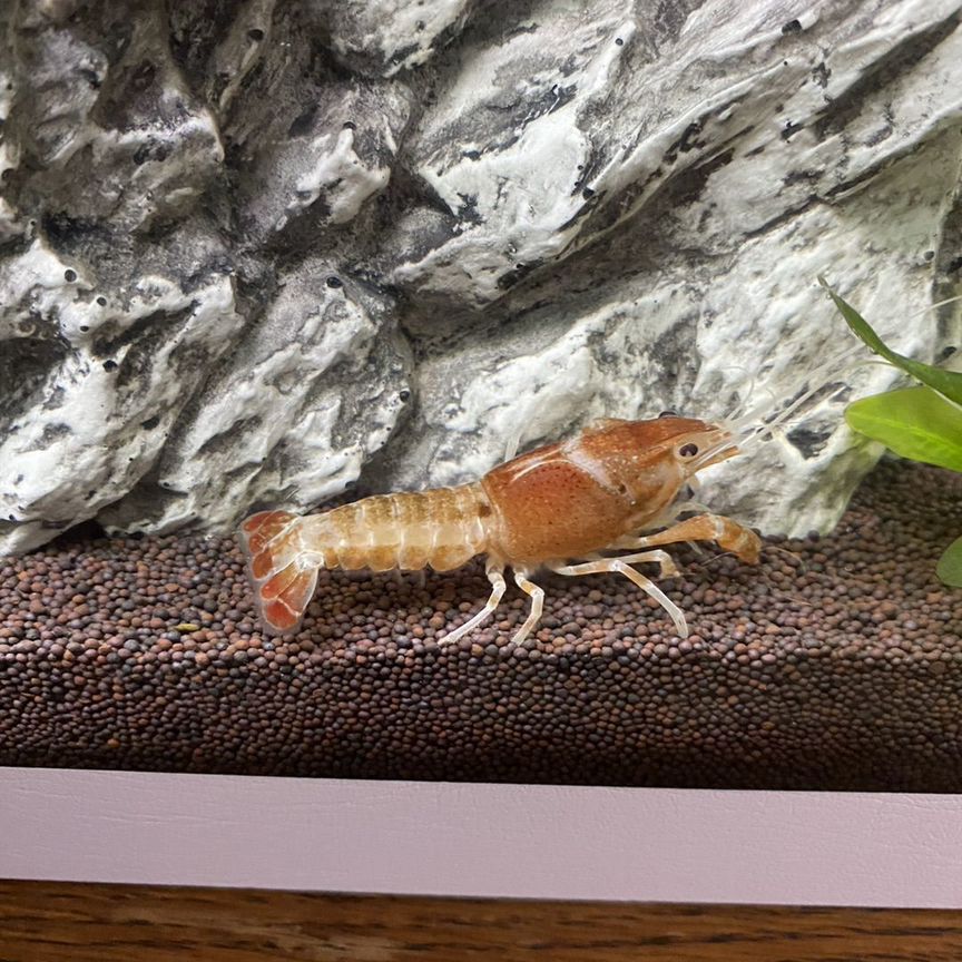 Калифорнийский рак