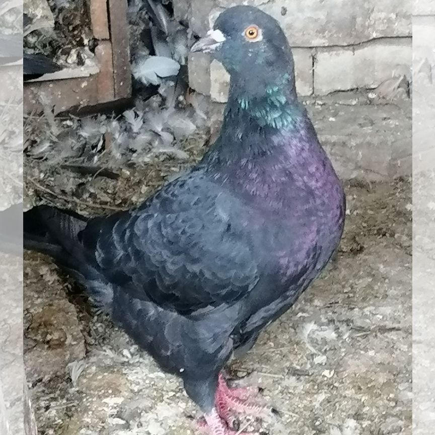 Голуби кинг