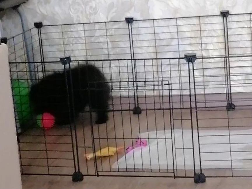 Вольер для собак в квартиру