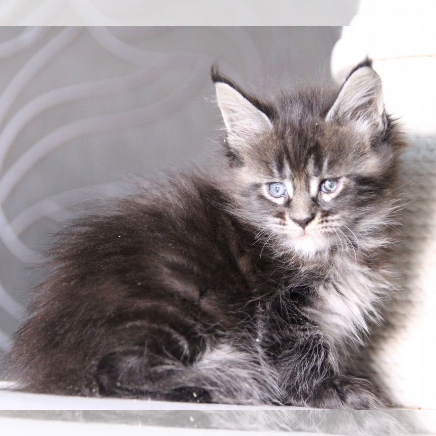 Мейн-кун котёнок