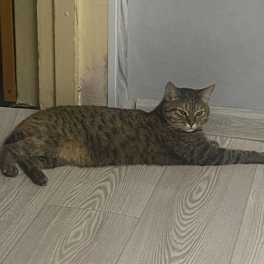 Американский бобтейл короткошёрстный, взрослая кошка