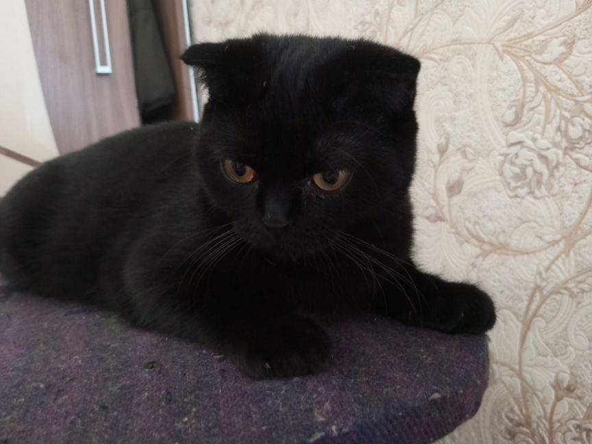 Кот на вязку