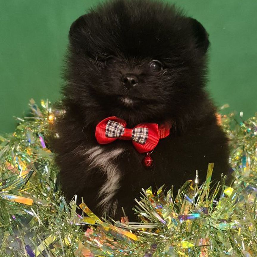 Померанский шпиц настоящий мишка